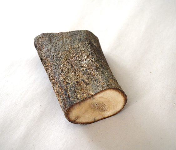 Fossilized Whale Bone